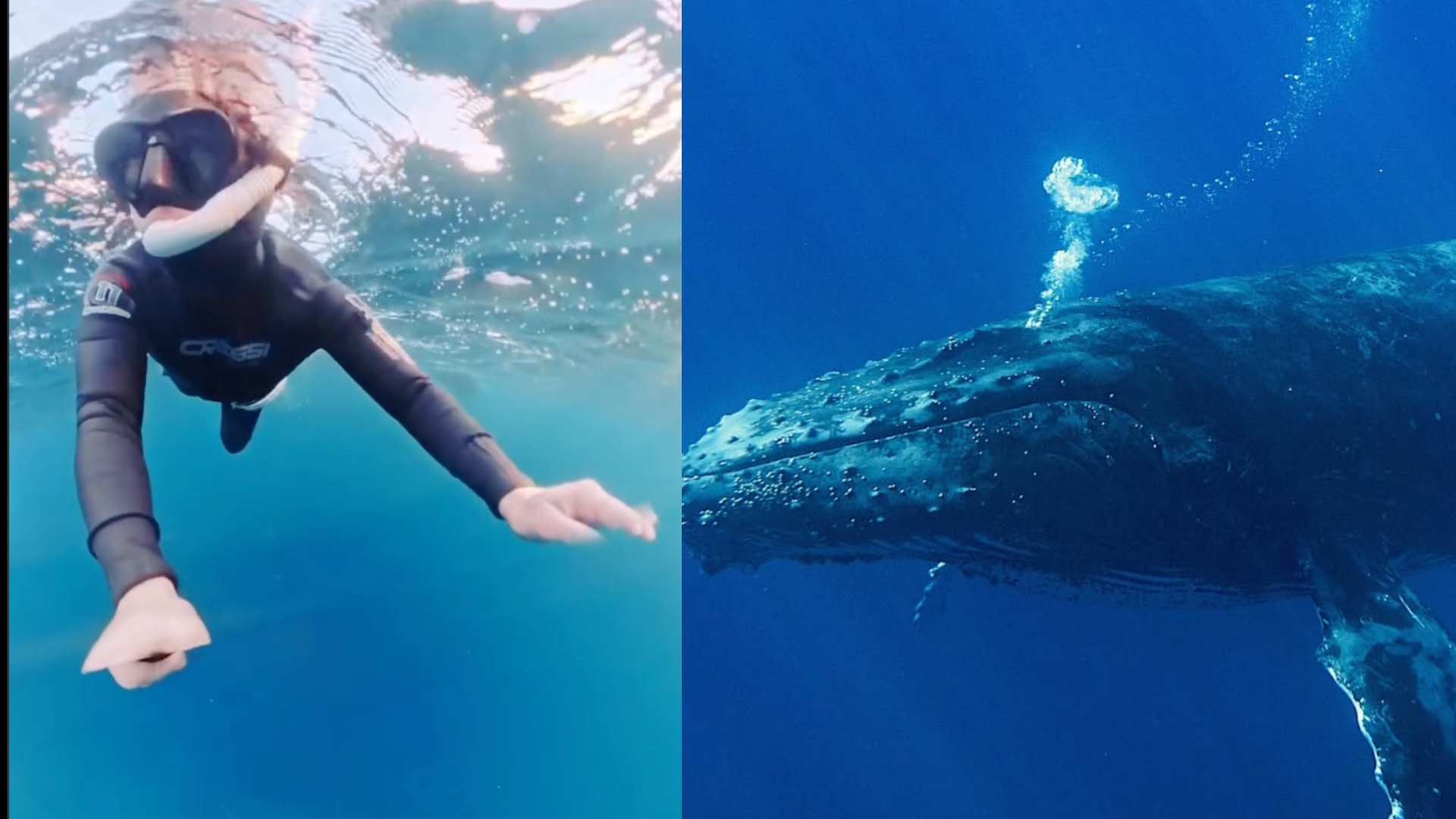Terrifying underwater encounter: a whale rushes at a diver to swallow her
