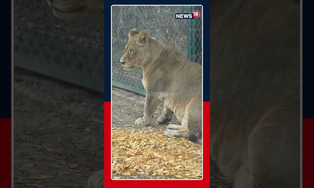 A Short-legged African Lion Nicknamed “Corgi” Becomes An Online ...