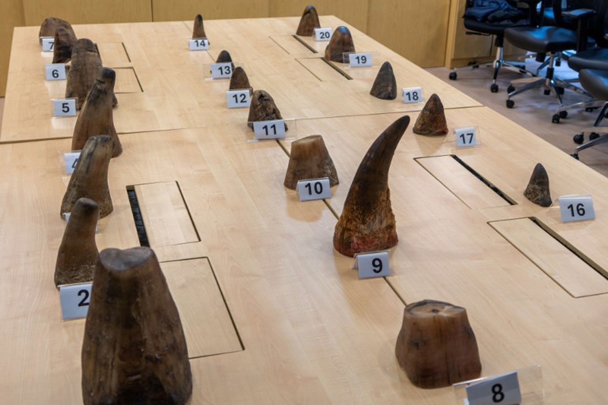 Singapour : saisie record de 35 kilogrammes de cornes de rhinocéros