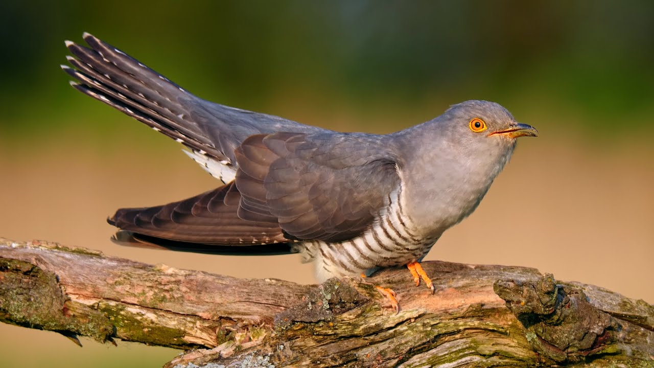 The Call of the Cuckoo Echoes in the Distance