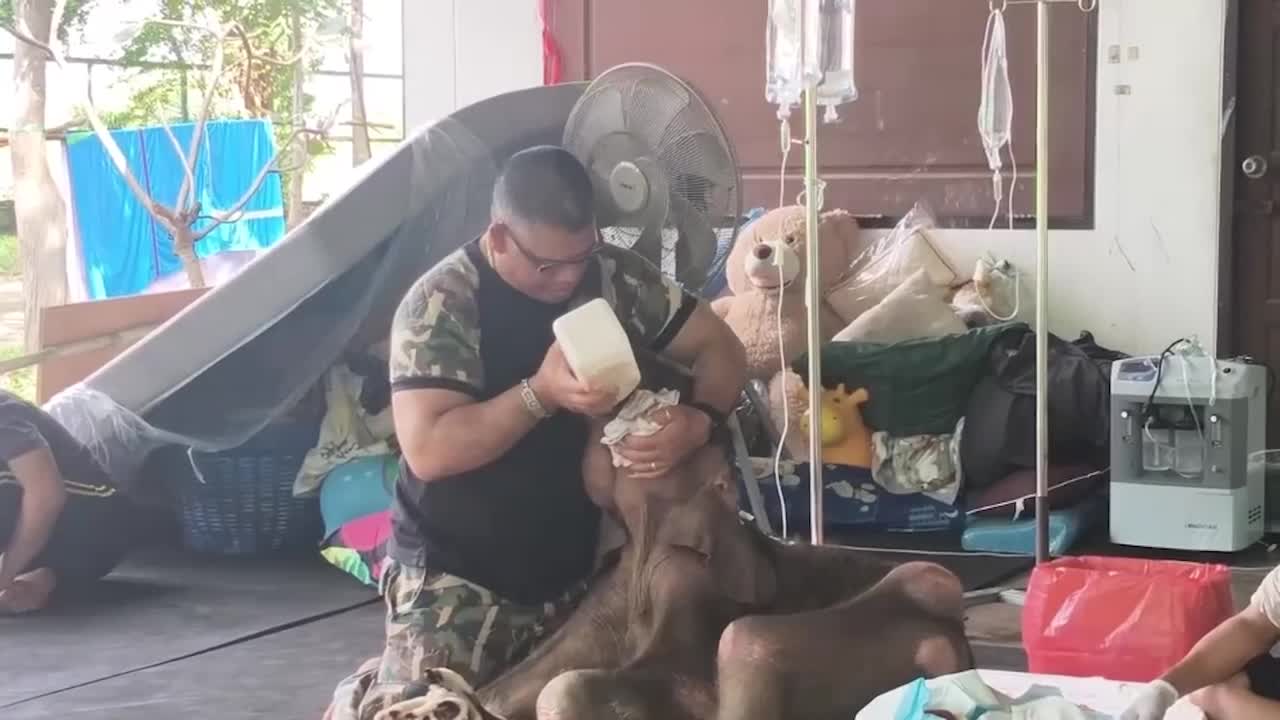 Baby elephant found injured in forest is battling for life in hospital