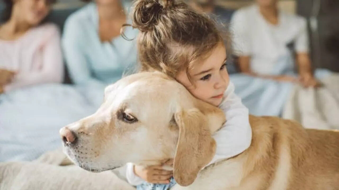 Labrador Retriever: 8 reasons why this dog breed is friendly for children