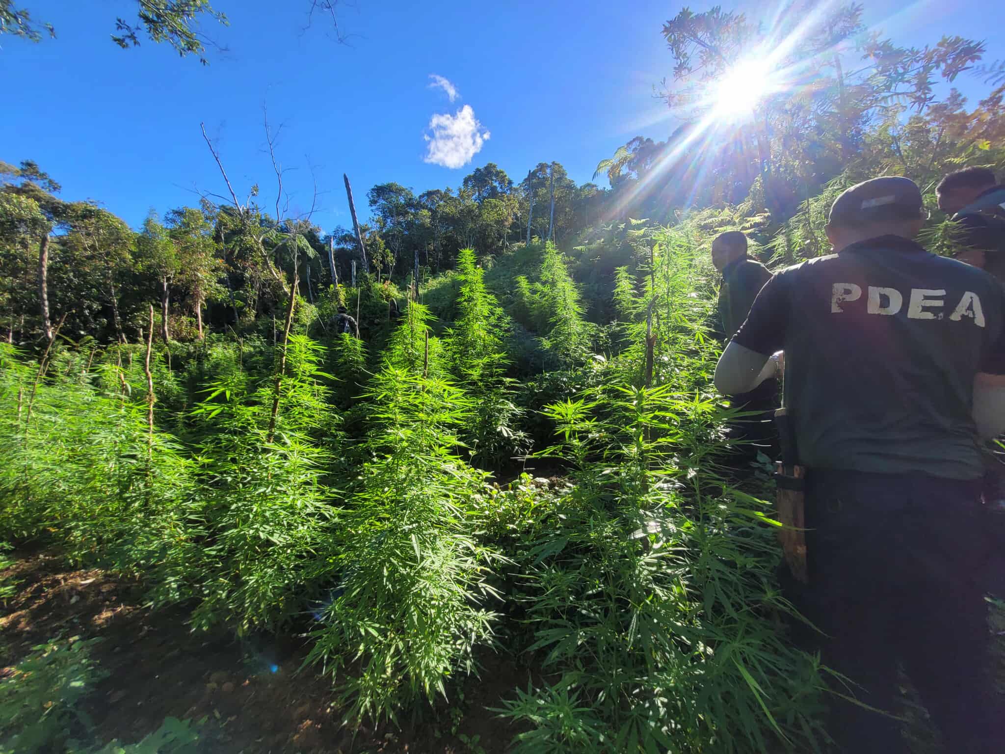 Syndicates eyed in Cordillera marijuana plantations