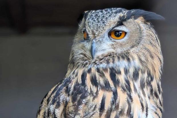 Two-foot eagle owl still missing from West Sussex falconry near Chichester