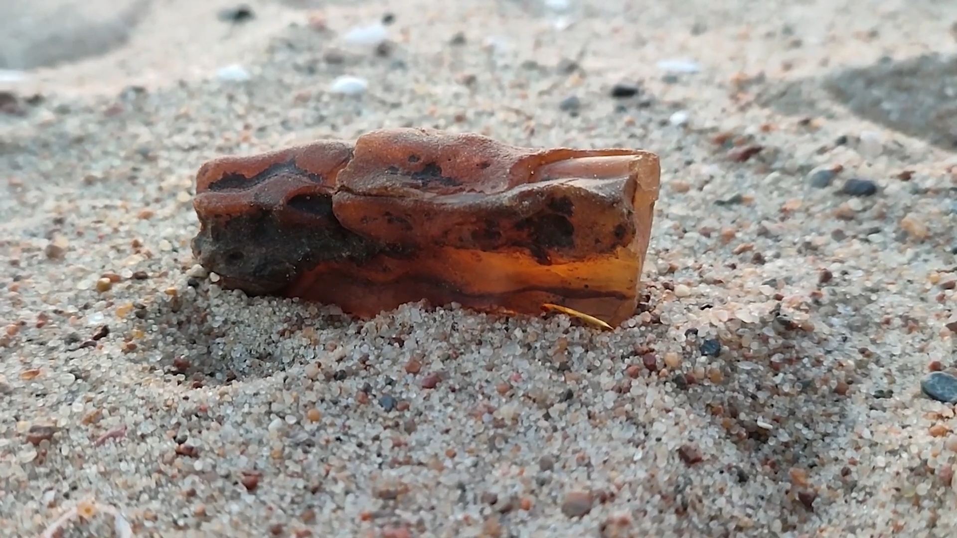Amber: How Ancient Resin Became One of Earth’s Best Time Capsules