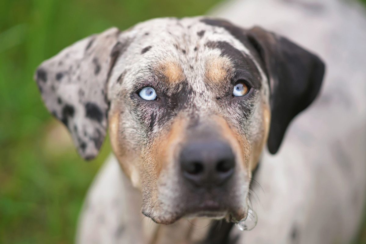 7 Dog Breeds With the Prettiest Eyes You Ever Did See, According to Experts