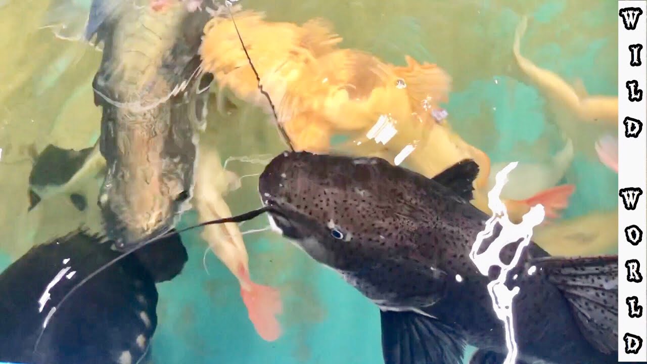 Moving giant rare catfish to their new home