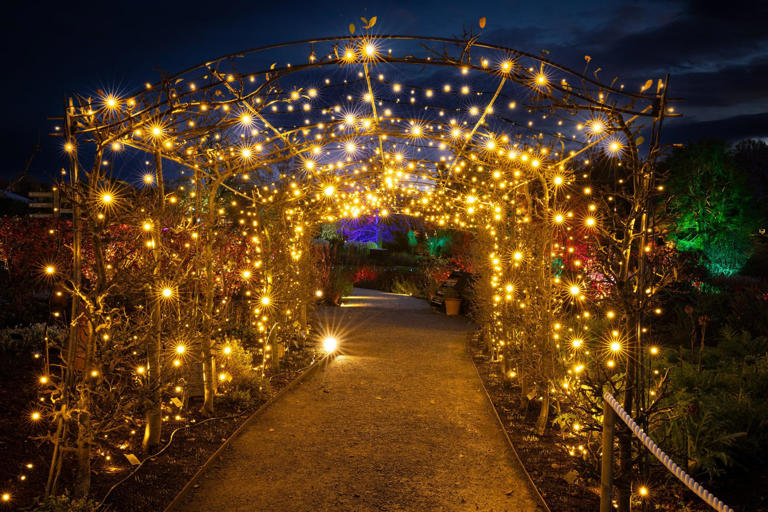 Glow 2025 at RHS Harlow Carr: 17 photos as the winter illuminations ...