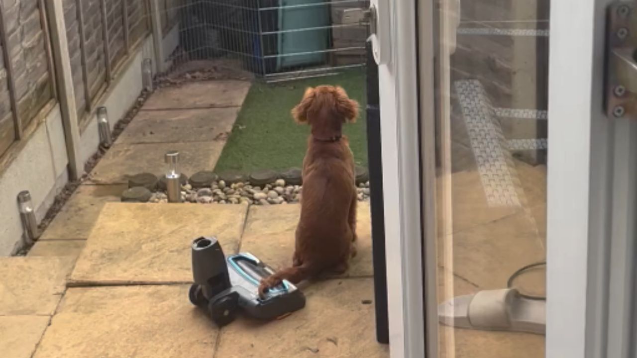Adorable puppy's first-time barking at chill cat captured on camera