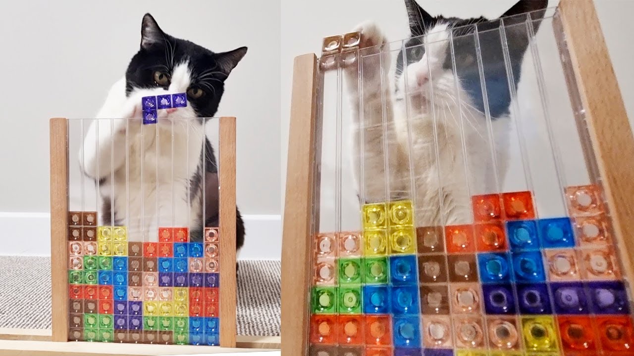 Can a Cat Really Play Tetris?