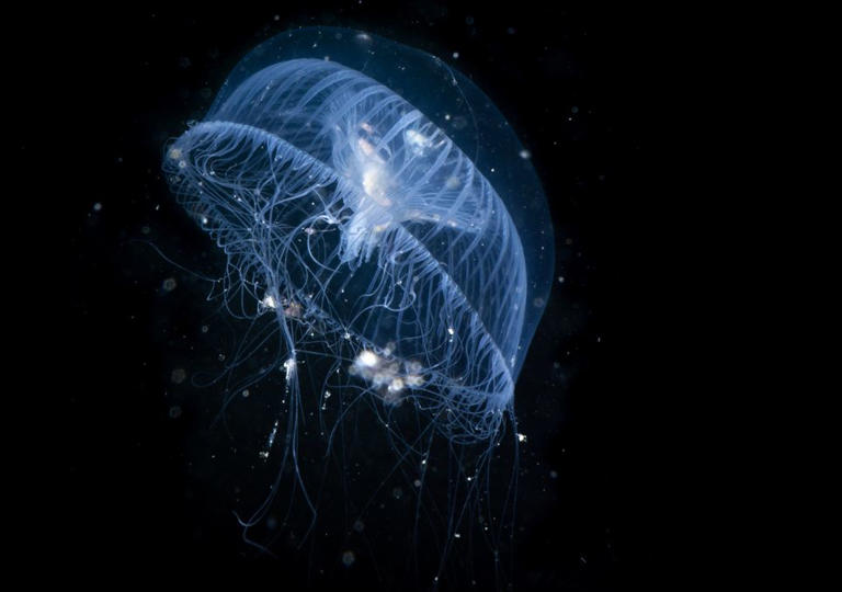 El bosque se ilumina por la noche: así alumbran los hongos estos ...