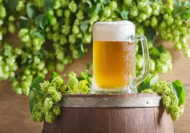 Zklamání pro pivaře: Pivo bez chmele! Proč vědci tvrdí, že může jít o ...