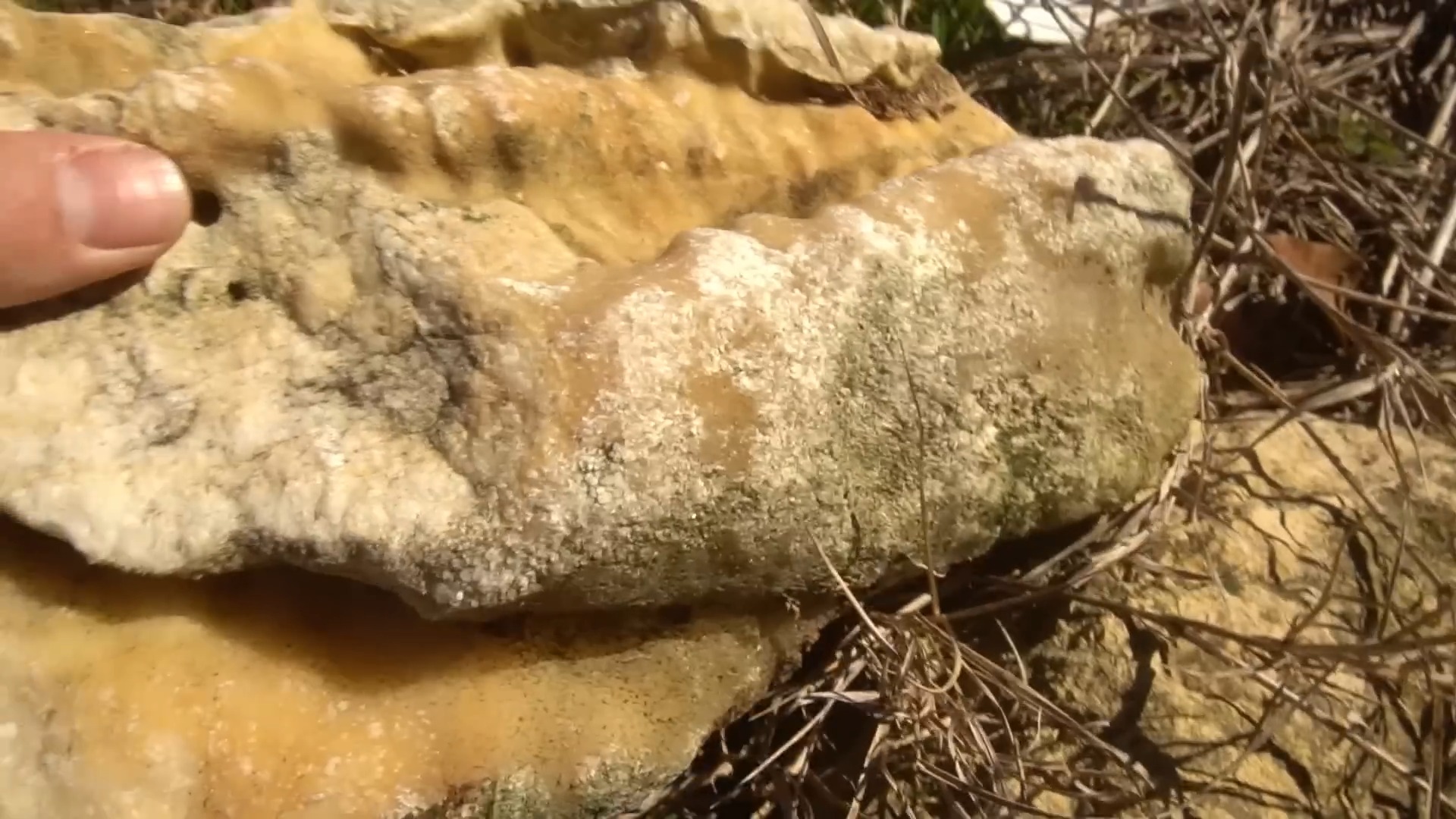 Why Alabama’s rivers hide fossils from hundreds of millions of years ago
