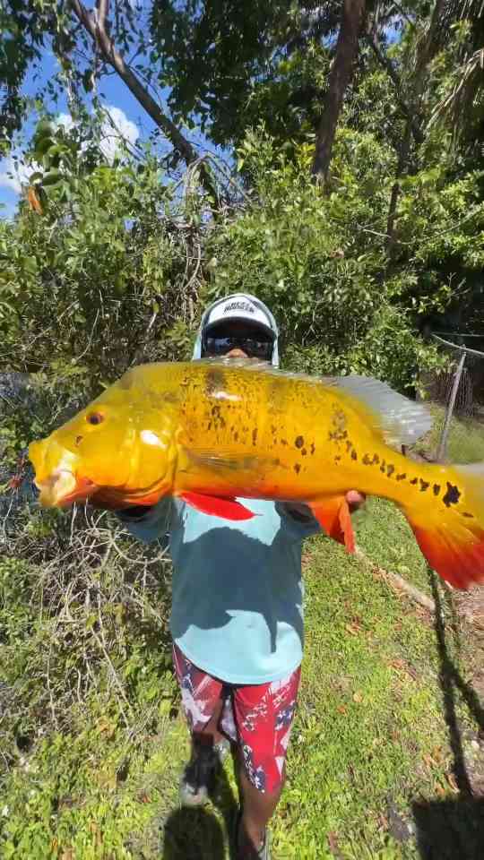 Big Peacock bass