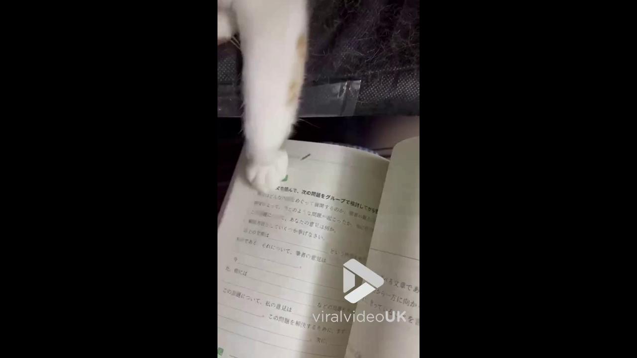 VV5044 Playful cat keeps interrupting owner’s study