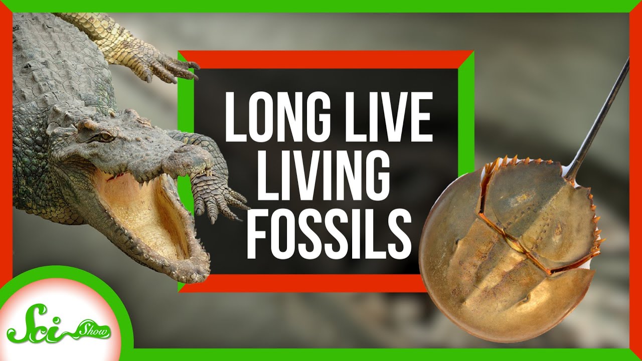 Living fossils are dead! Long live living fossils