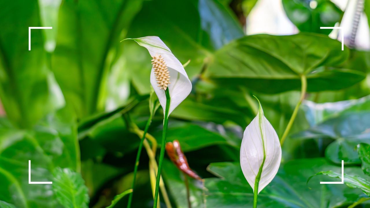 Peace lily plant care: an expert guide