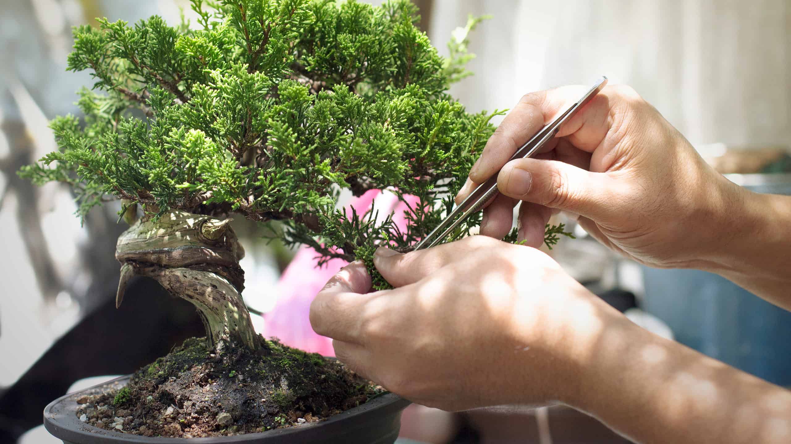 This bonsai tree costs more than a house