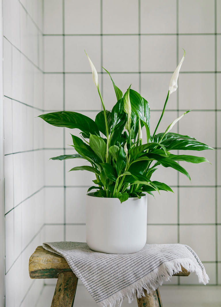 Peace lily plant care: an expert guide