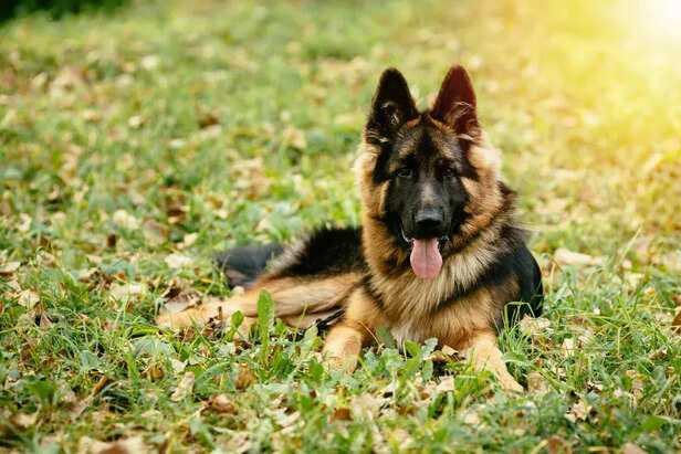 Thinking of a family dog? 5 reasons to choose a German Shepherd