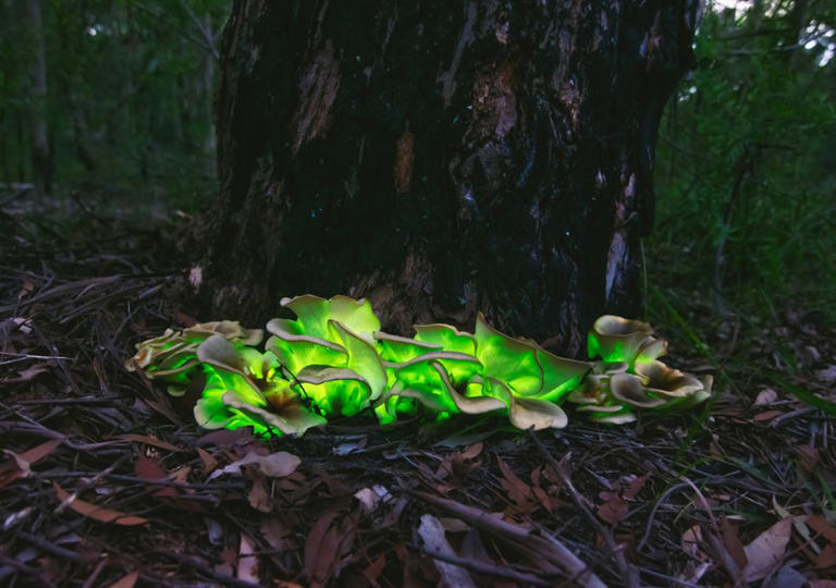 El bosque se ilumina por la noche: así alumbran los hongos estos ...