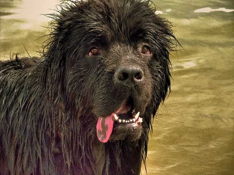 18 Dog Types That Adore Water And Need Special Post-Swim Grooming