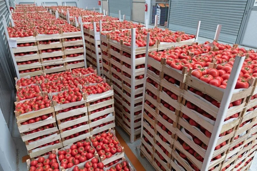 Tomates : Record des exportations marocaines vers l'Irlande
