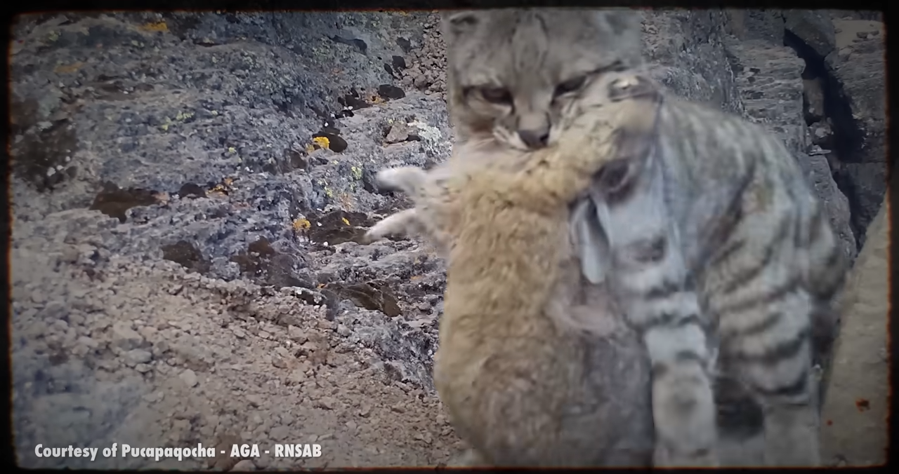 Andean Cat The Ghost Feline of South America’s Mountains