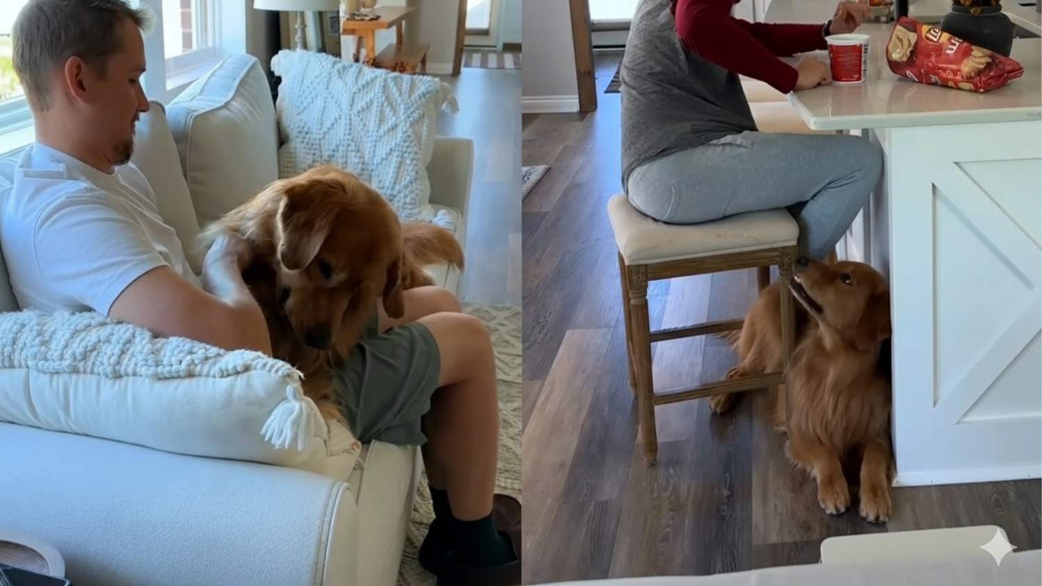 Golden Retriever Has Emotional Glitch