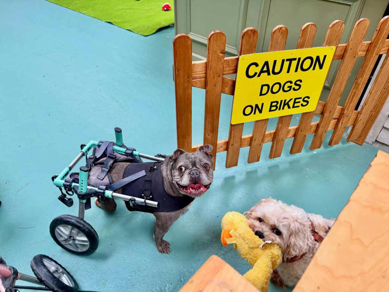 At the world's first 'disabled dog park,' wheelchair-using pups get ...