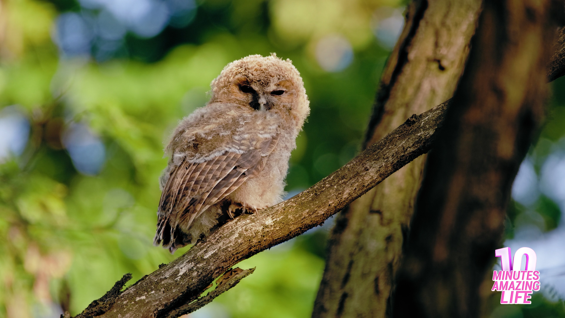 A Quiet Owl Chick on the Branch