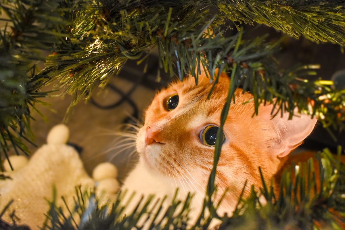 Maine coon and orange cat become holiday 'decoration destroyers' and it ...