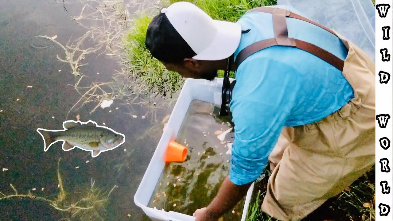 Jumping fish caught with nothing but a plastic bin