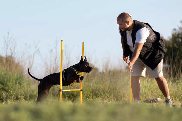 Thinking of a family dog? 5 reasons to choose a German Shepherd