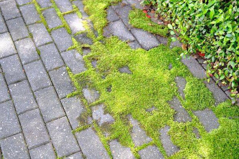 I asked garden experts how to remove moss — they all said the same thing