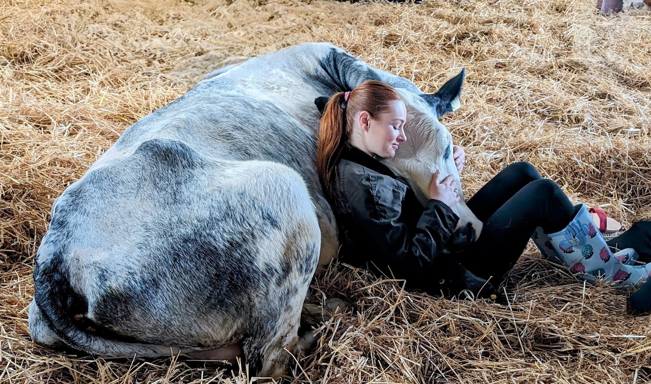 Cow cuddling gives farms boost amid dropping dairy prices