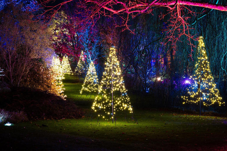 Glow 2025 at RHS Harlow Carr: 17 photos as the winter illuminations ...