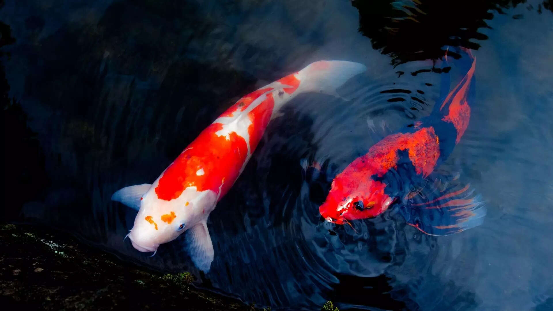 10 aquarium fish that live the longest: Some can even outlive you