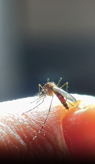 Dont Watch If You Scare Easily! Mosquito Bite Under Microscope!