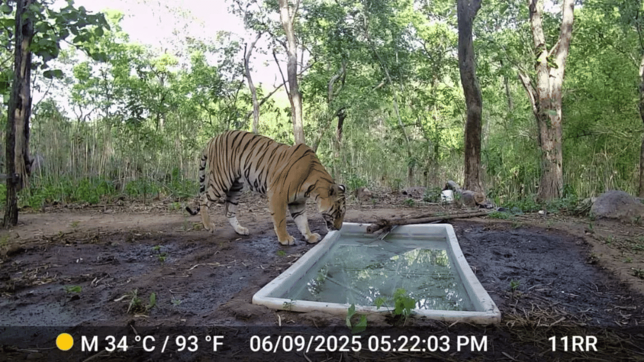 Tiger returns to Gujarat: Ratan Mahal Sanctuary confirms long-term presence
