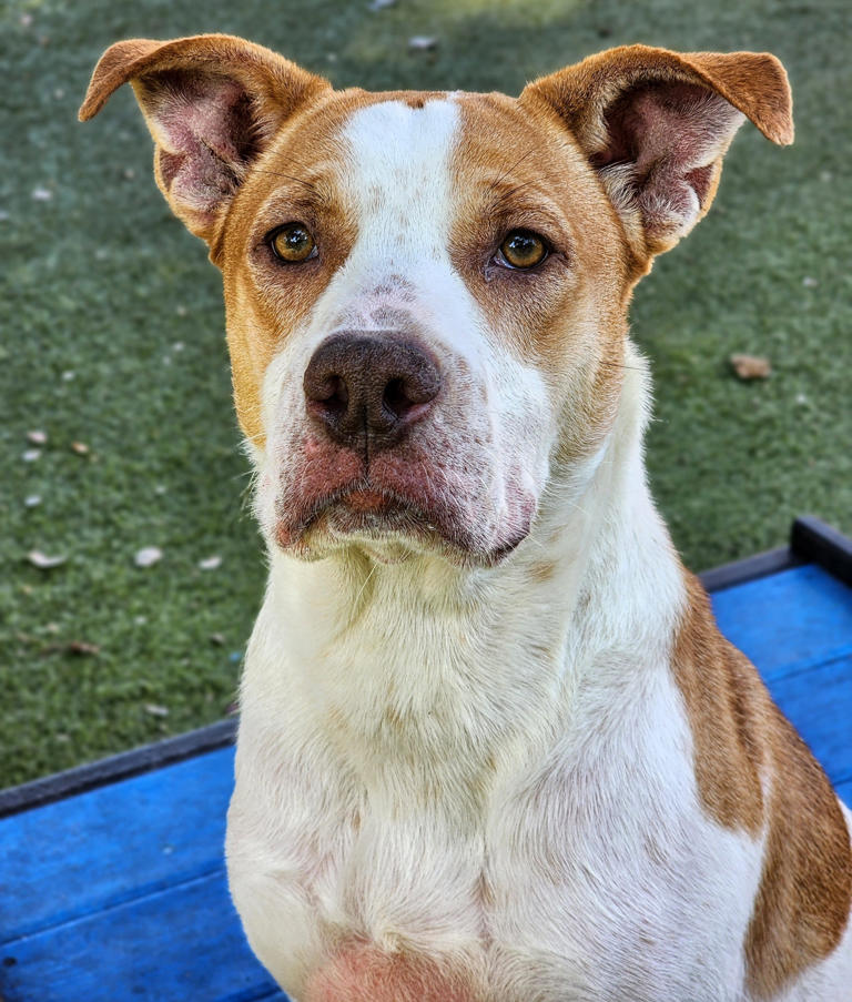 Looking to add a pet to your family? Cloud, Elmer others available at ...