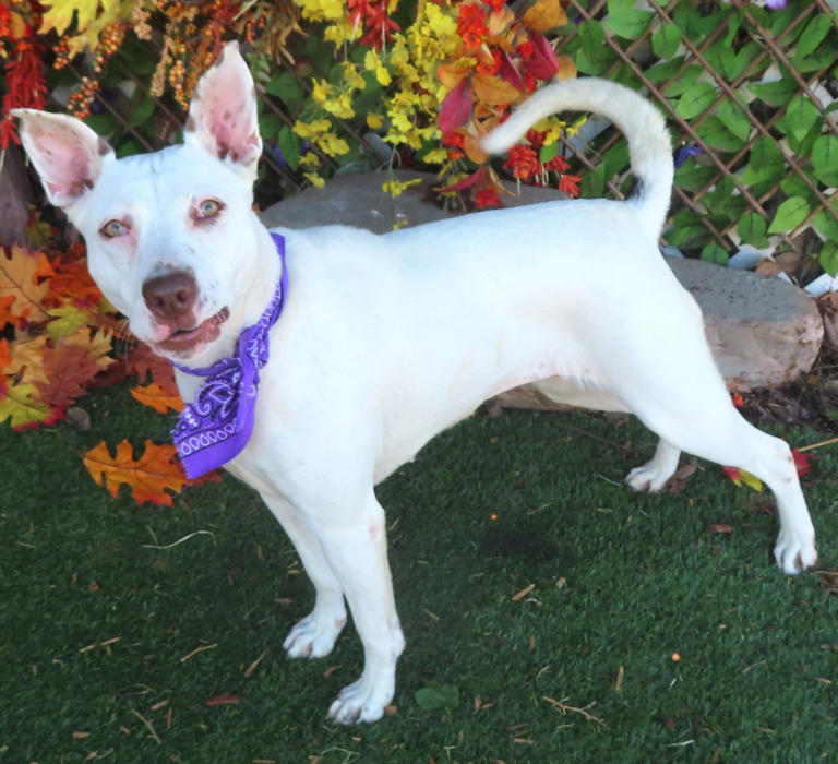 Looking to add a pet to your family? Cloud, Elmer others available at ...