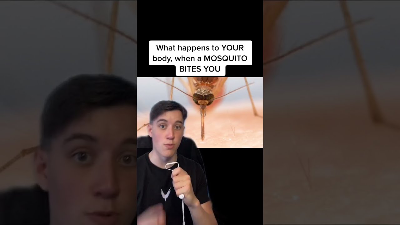 How the immune system reacts when a mosquito bites the skin