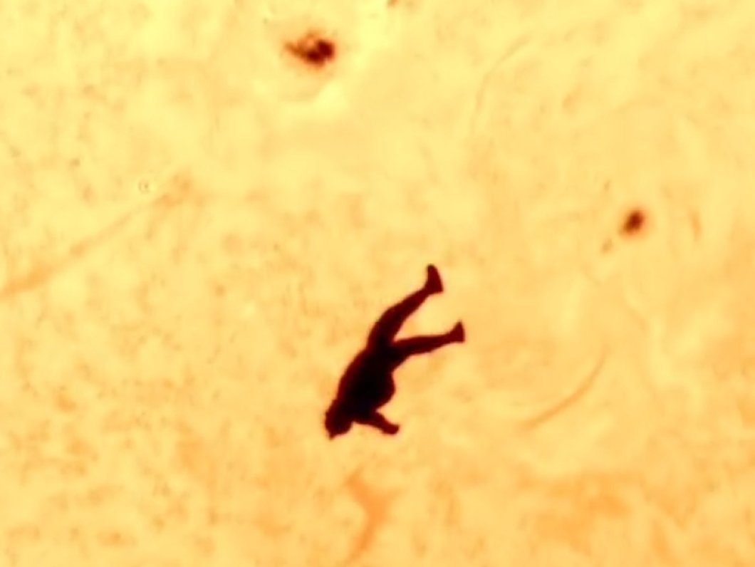 Skydiving in front of the sun: photographer captures incredible shot