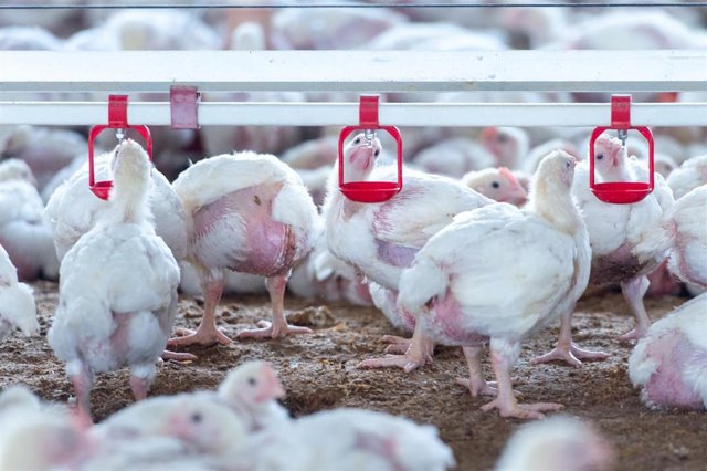 C-LM continúa sin casos de gripe aviar y pide prudencia al difundir ...