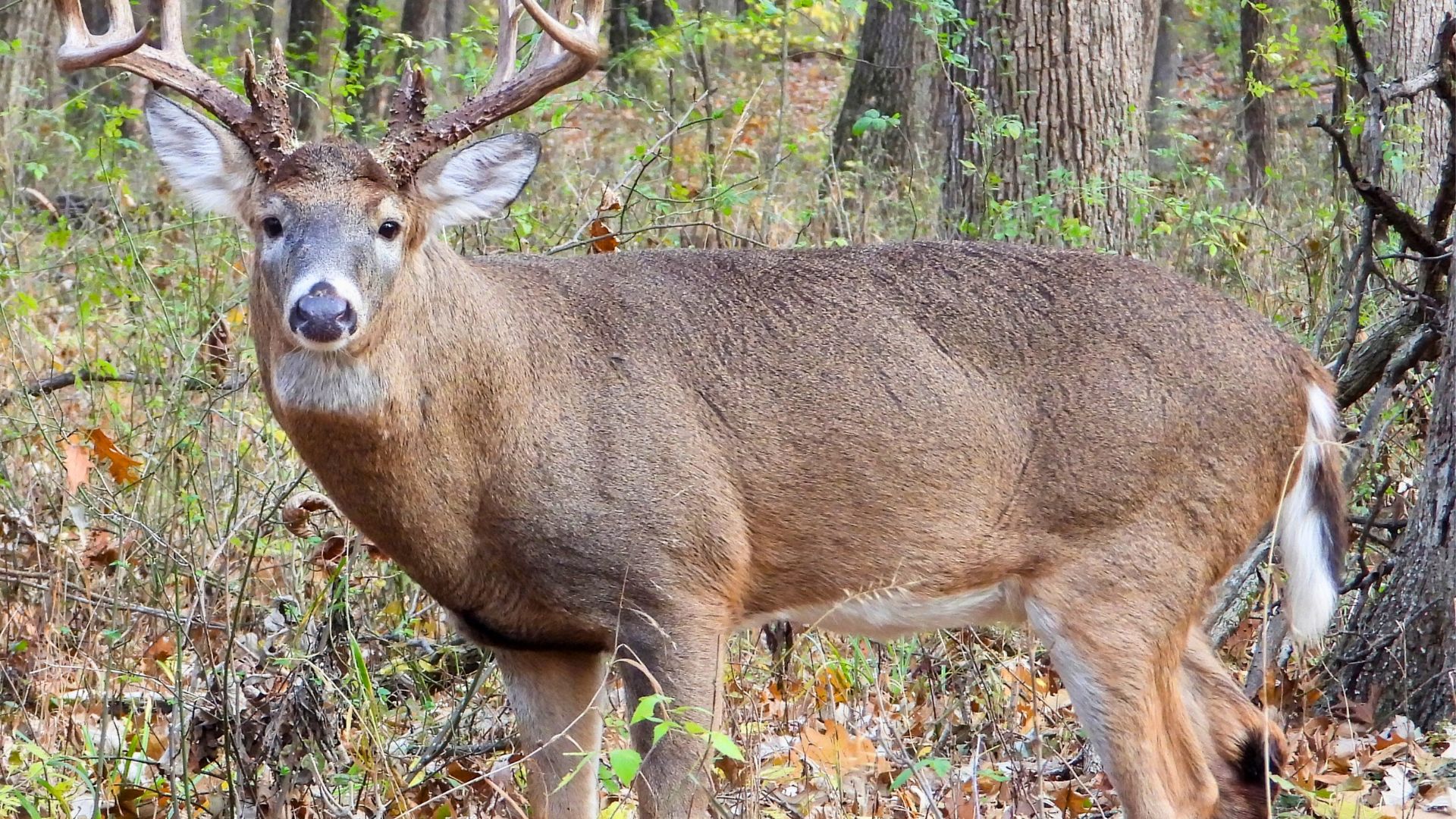 The best rifles for hunting deer in heavy timber