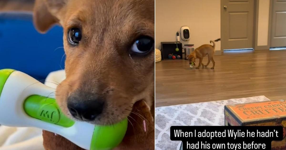 Video Explains Why Rescue Puppy Protects His Toys