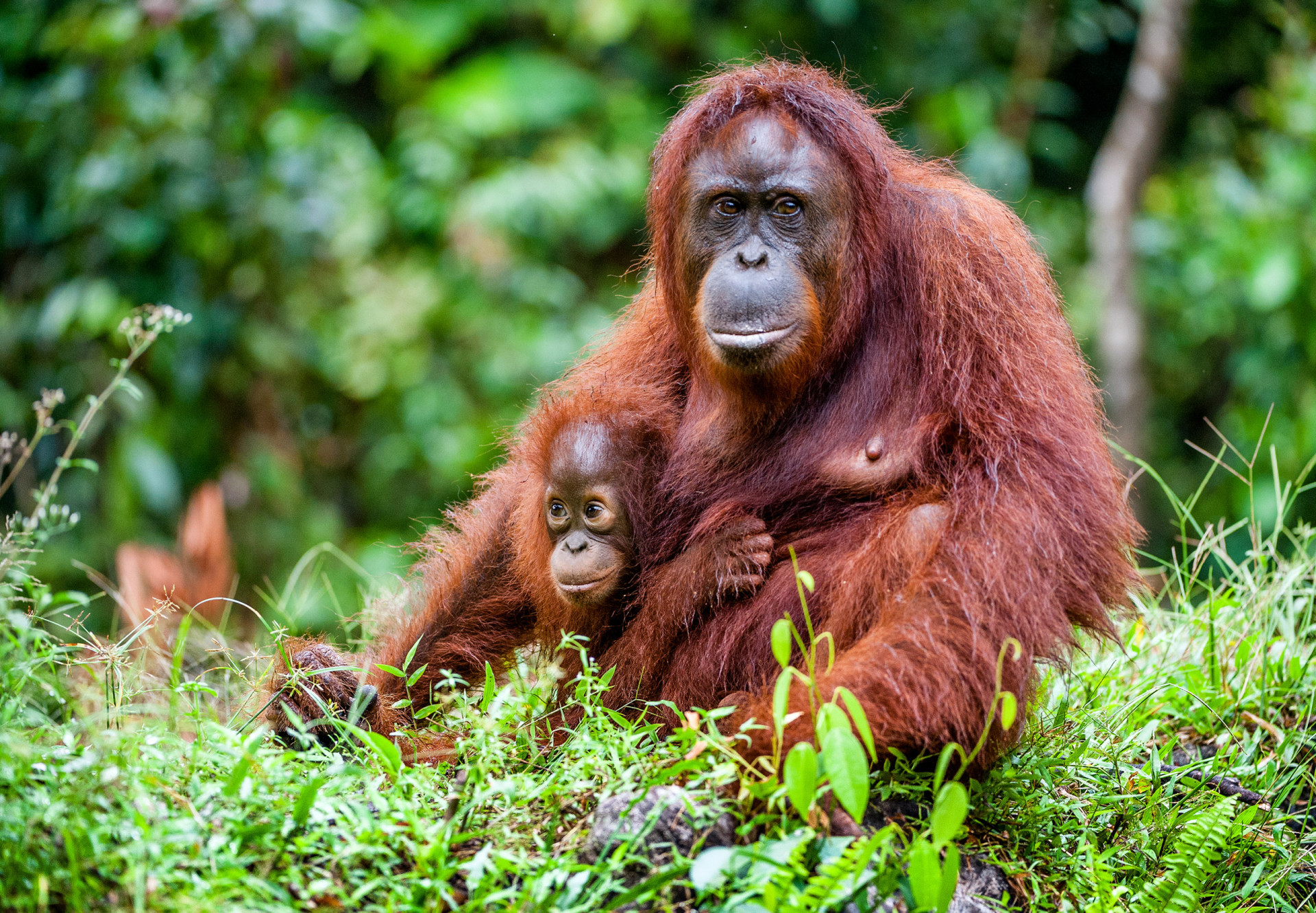 Creature comforts: animals that stay with their parents the longest