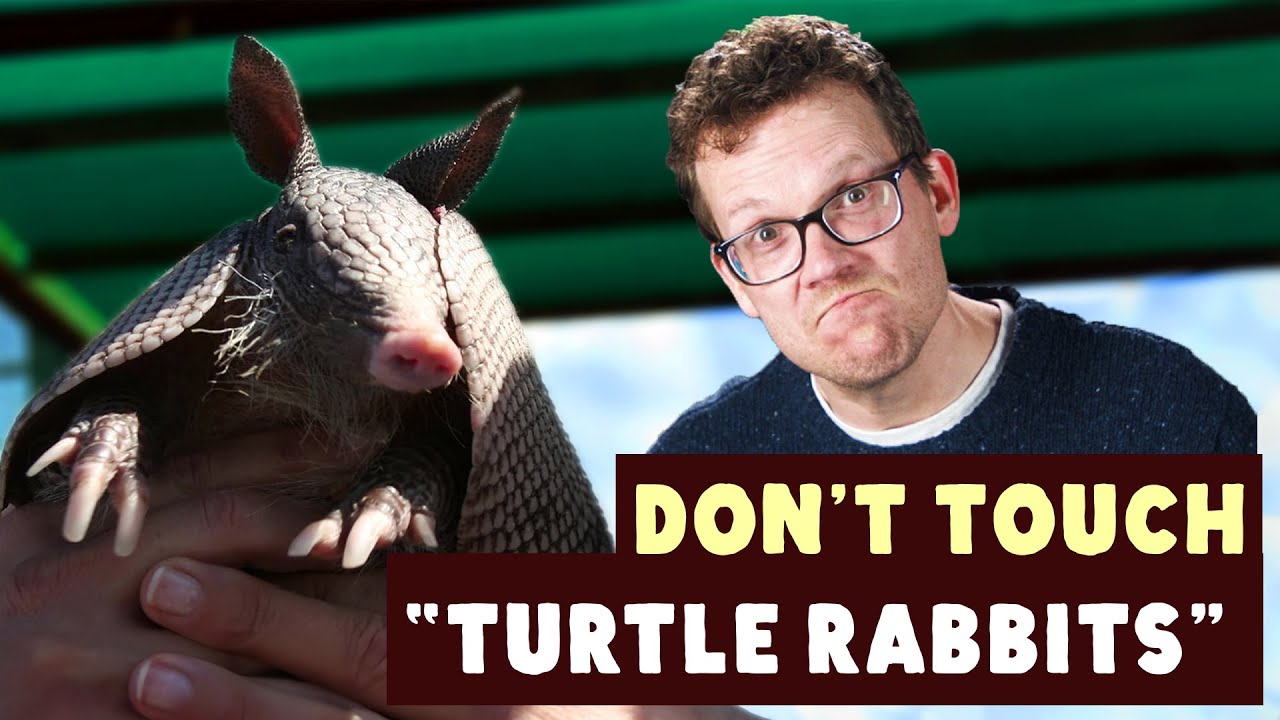You definitely shouldn't touch armadillos