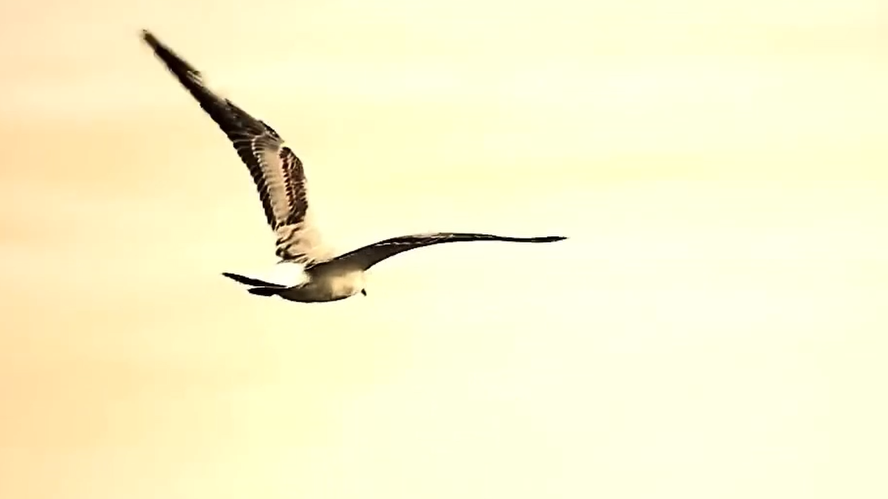 The Bird Strike Caught on Camera That Nearly Killed Two Pilots